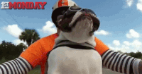 Dog waving GIFs - Get the best gif on GIFER