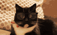 Smartest GIFs - Get the best gif on GIFER