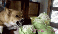 Ravenous GIF - Conseguir el mejor gif en GIFER