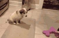 Roll over GIFs - Get the best gif on GIFER