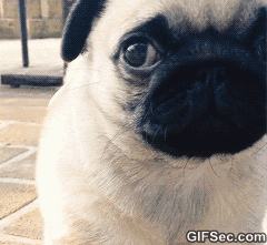 Pugs GIFs - Get the best gif on GIFER