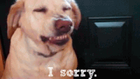 Sorry GIFs - Get the best gif on GIFER
