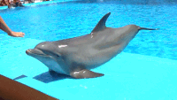 Seaworld GIFs - Get the best gif on GIFER
