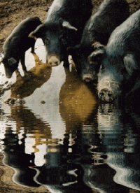 Puerco GIF - Conseguir el mejor gif en GIFER