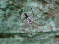 Weaving GIFs - Get the best gif on GIFER