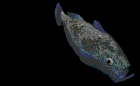 Poisson GIFs - Get the best gif on GIFER