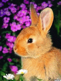 Bunny GIFs - Get the best gif on GIFER