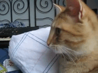 Sooooo GIFs - Get the best gif on GIFER