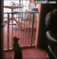 Demonstrate GIFs - Get the best gif on GIFER