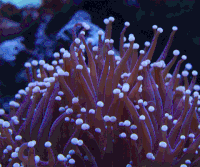 Coral GIFs - Get the best gif on GIFER