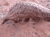 Pangolins GIFs - Get the best gif on GIFER