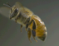 Bee GIFs - Get the best gif on GIFER