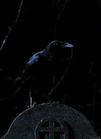 Crows GIFs - Get the best gif on GIFER