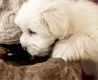 Maltese GIFs - Get the best gif on GIFER