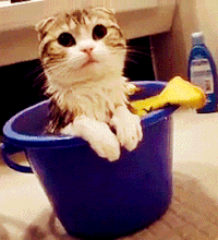 Smiling cat GIFs - Get the best gif on GIFER