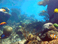 Sea GIFs - Get the best gif on GIFER