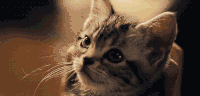 Meowing GIFs - Get the best gif on GIFER