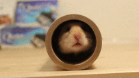 Hamster GIF - Conseguir el mejor gif en GIFER