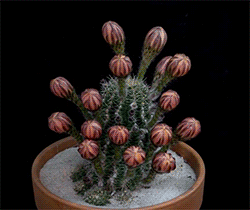 Cacti GIFs - Get the best gif on GIFER