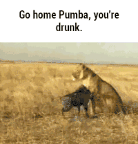 Pumba GIFs - Get the best gif on GIFER