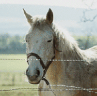 Rejoice GIFs - Get the best gif on GIFER