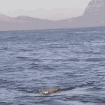 Shark attacks GIF - Conseguir o melhor gif em GIFER