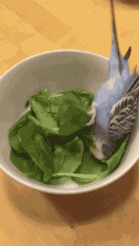 Spinach GIFs - Get the best gif on GIFER