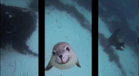 Seal GIFs - Get the best gif on GIFER