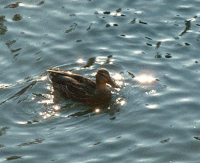 Floating GIFs - Get the best gif on GIFER