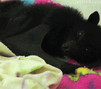 Bats GIFs - Get the best gif on GIFER