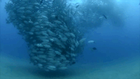 Tuna GIFs - Get the best gif on GIFER