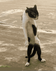 Cats vs robots GIF - Conseguir o melhor gif em GIFER