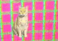 Checkered GIFs - Get the best gif on GIFER