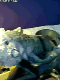 Iguanas GIFs - Get the best gif on GIFER