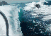Orca GIFs - Get the best gif on GIFER