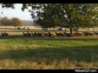 Fenton GIFs - Get the best gif on GIFER