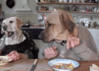 Table manners GIFs - Get the best gif on GIFER