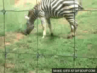 Zebras GIFs - Get the best gif on GIFER