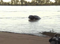 Sinking GIFs - Get the best gif on GIFER