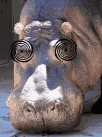 Hippo GIFs - Get the best gif on GIFER