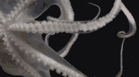 Octopus GIFs - Get the best gif on GIFER