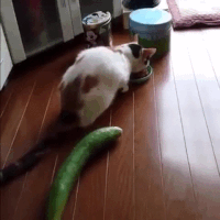 Cucumber GIFs - Get the best gif on GIFER