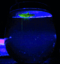 Luminescence GIFs - Get the best gif on GIFER