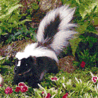 Skunk GIFs - Get the best gif on GIFER