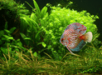 Fisch GIFs - Hole dir die besten GIFs auf GIFER