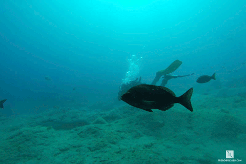 Plonge гифки, анимированные GIF изображения plonge - скачать гиф ...