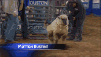 Mutton bustin GIF - Conseguir o melhor gif em GIFER