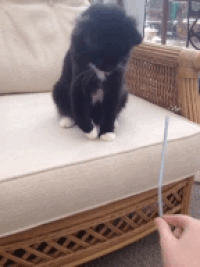 Straw GIFs - Get the best gif on GIFER