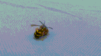 Wasp GIFs - Get the best gif on GIFER