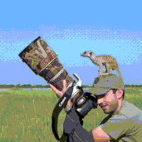 Suricate GIFs - Get the best gif on GIFER